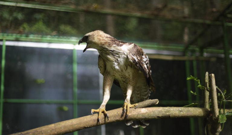 Penangkaran Elang Loji: Mengenal Lebih Dekat Konservasi Burung Elang ...